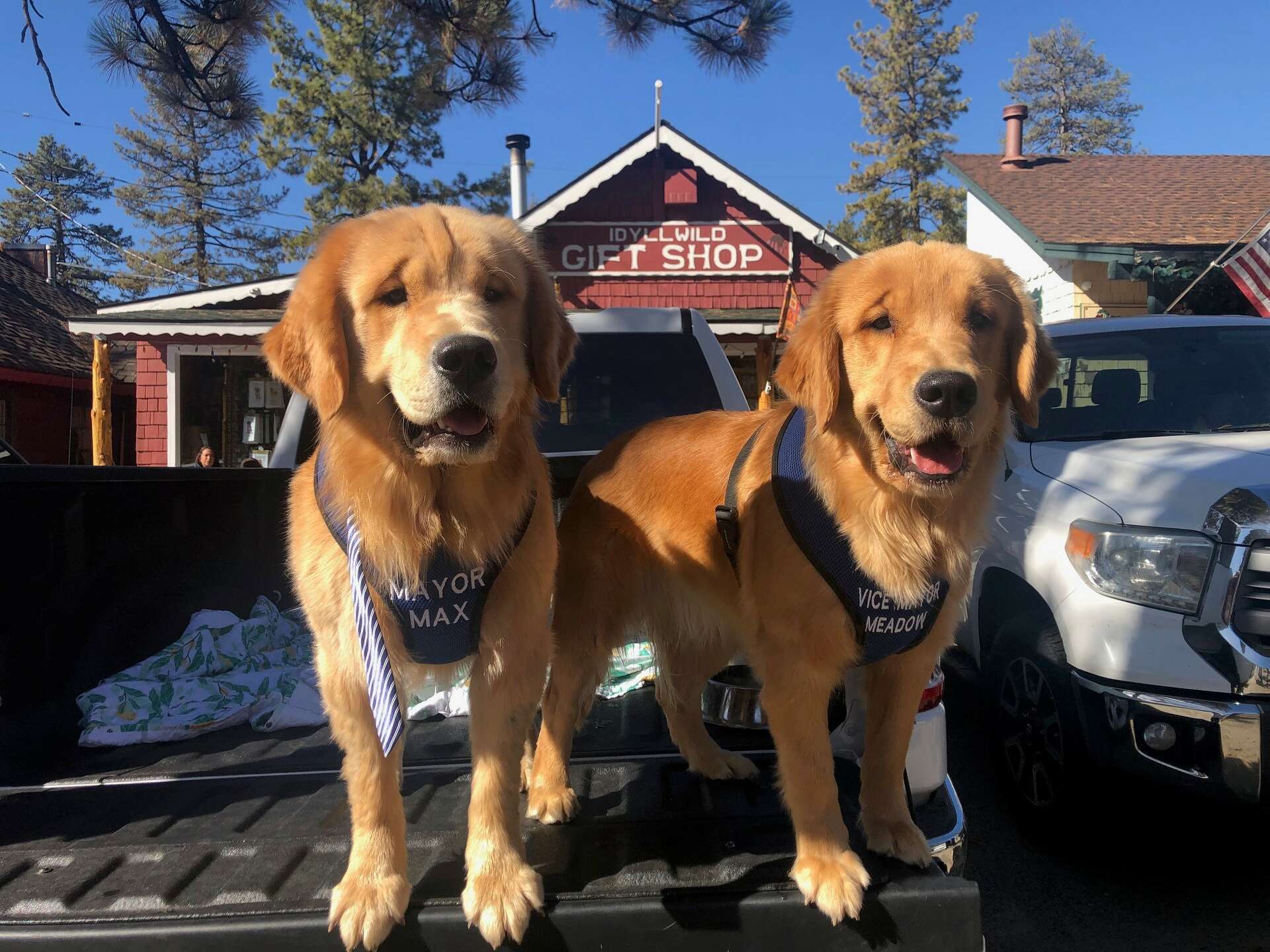 The California town that has a dog for a mayor