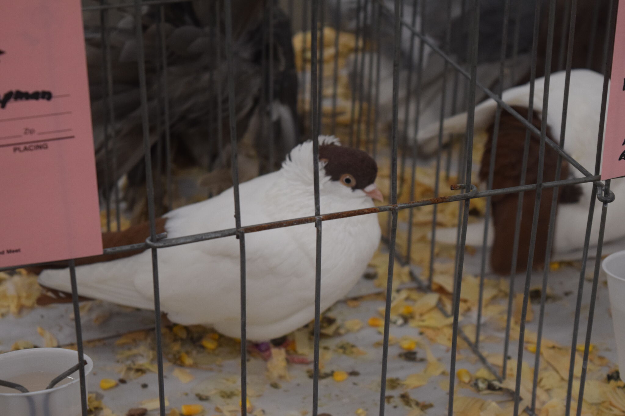 Jacksonville Area Pigeon Club hosting annual all-breed pigeon show