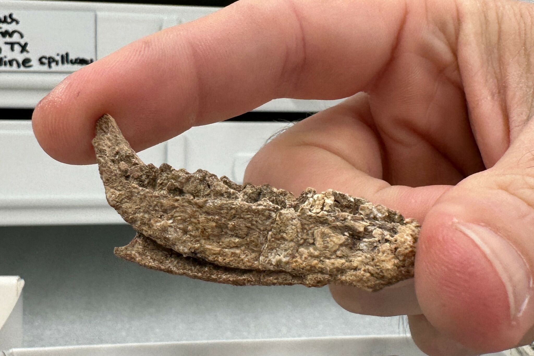 Texas scientists discover a new species of dinosaur