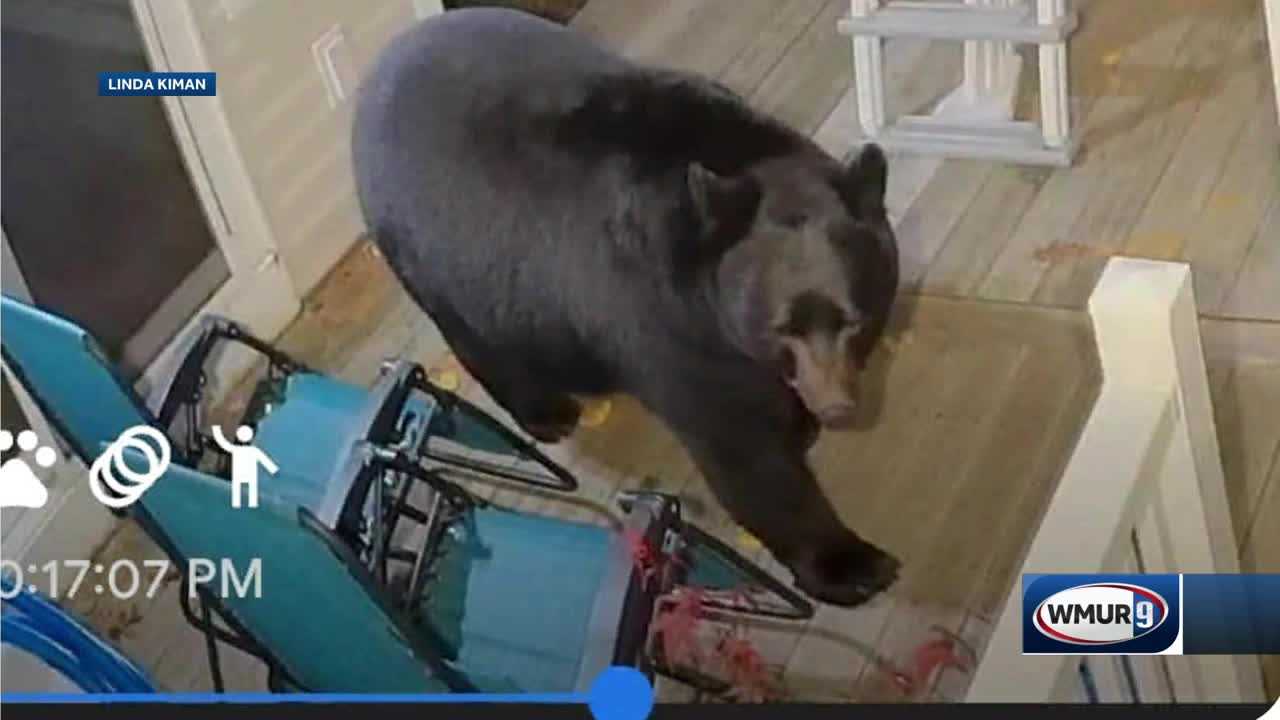 Large bear seen on porch outside New Hampshire home