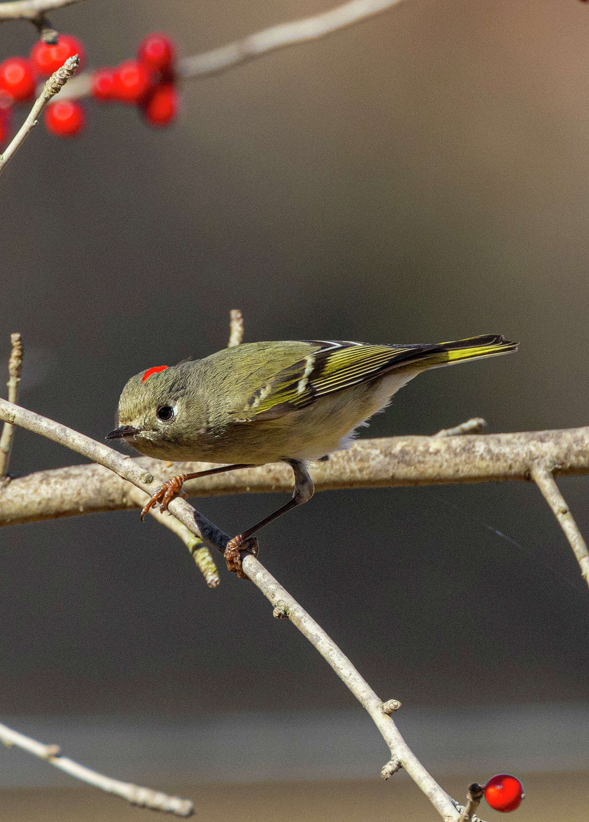 Ruby-crowned kinglets are the tiny, frenetic visitors in Houston