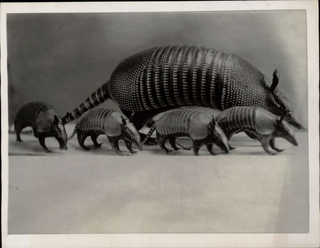 How armadillos became as iconic, controversial as Texas itself
