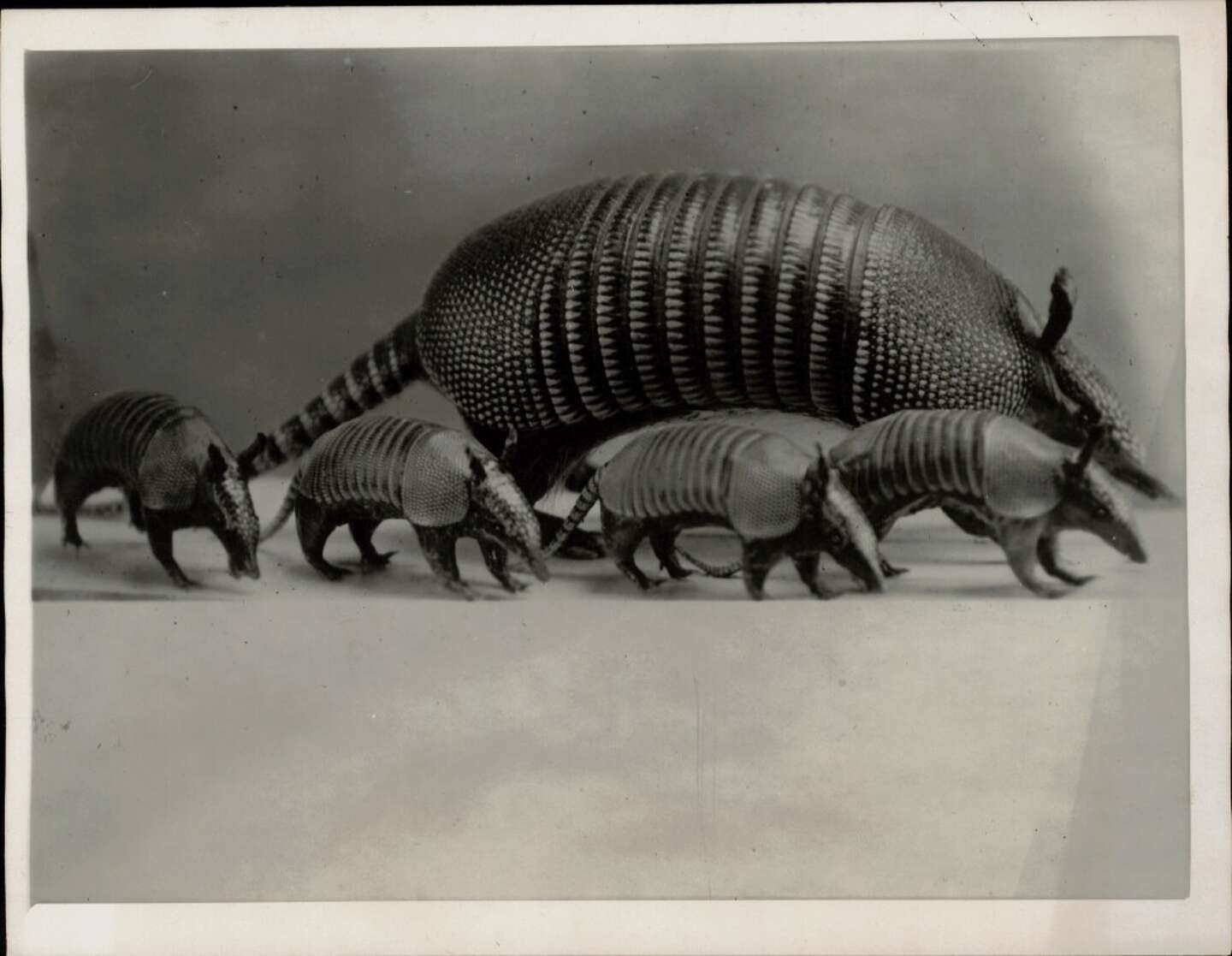 How armadillos became as iconic, controversial as Texas itself