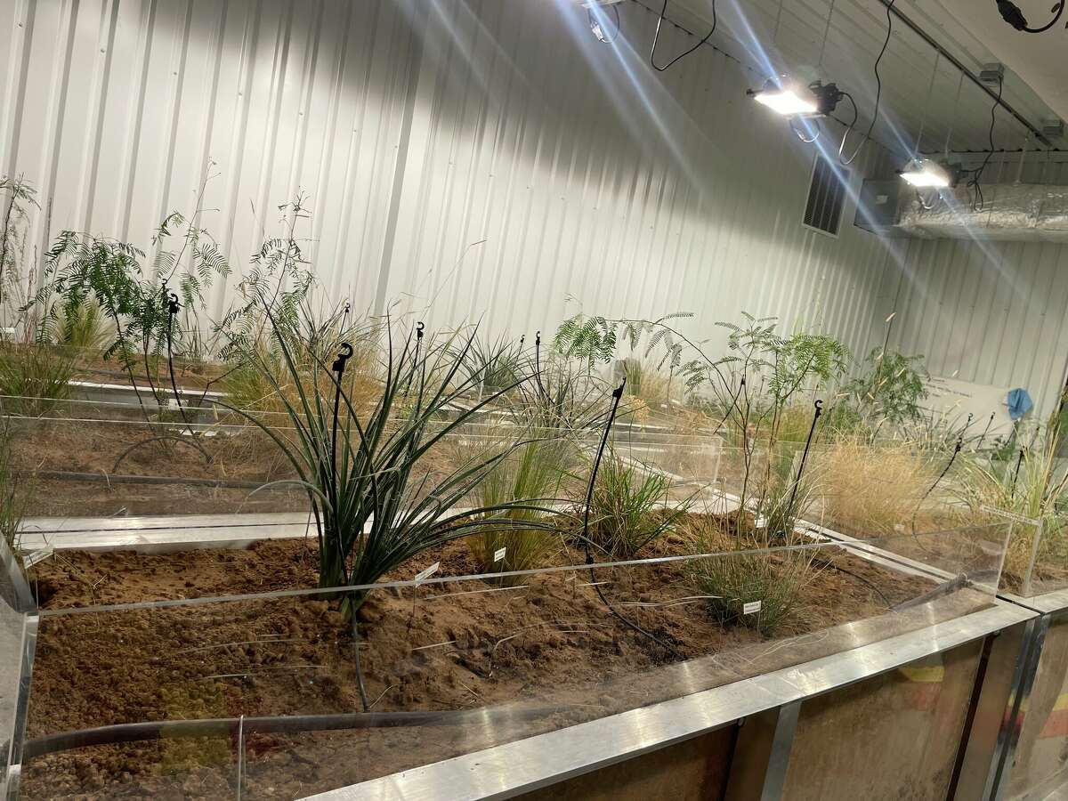 Texas Pacific Water testing impact of produced water on vegetation