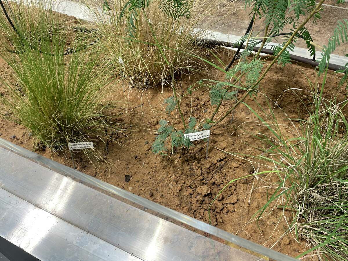 Texas Pacific Water testing impact of produced water on vegetation