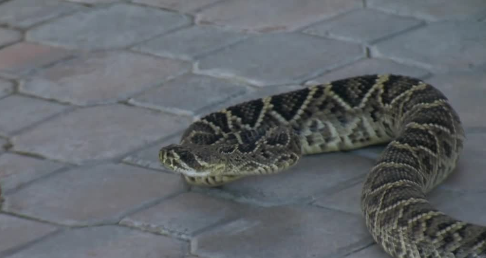 I thought it was a stuffed animal': 9-year-old Florida boy has ...