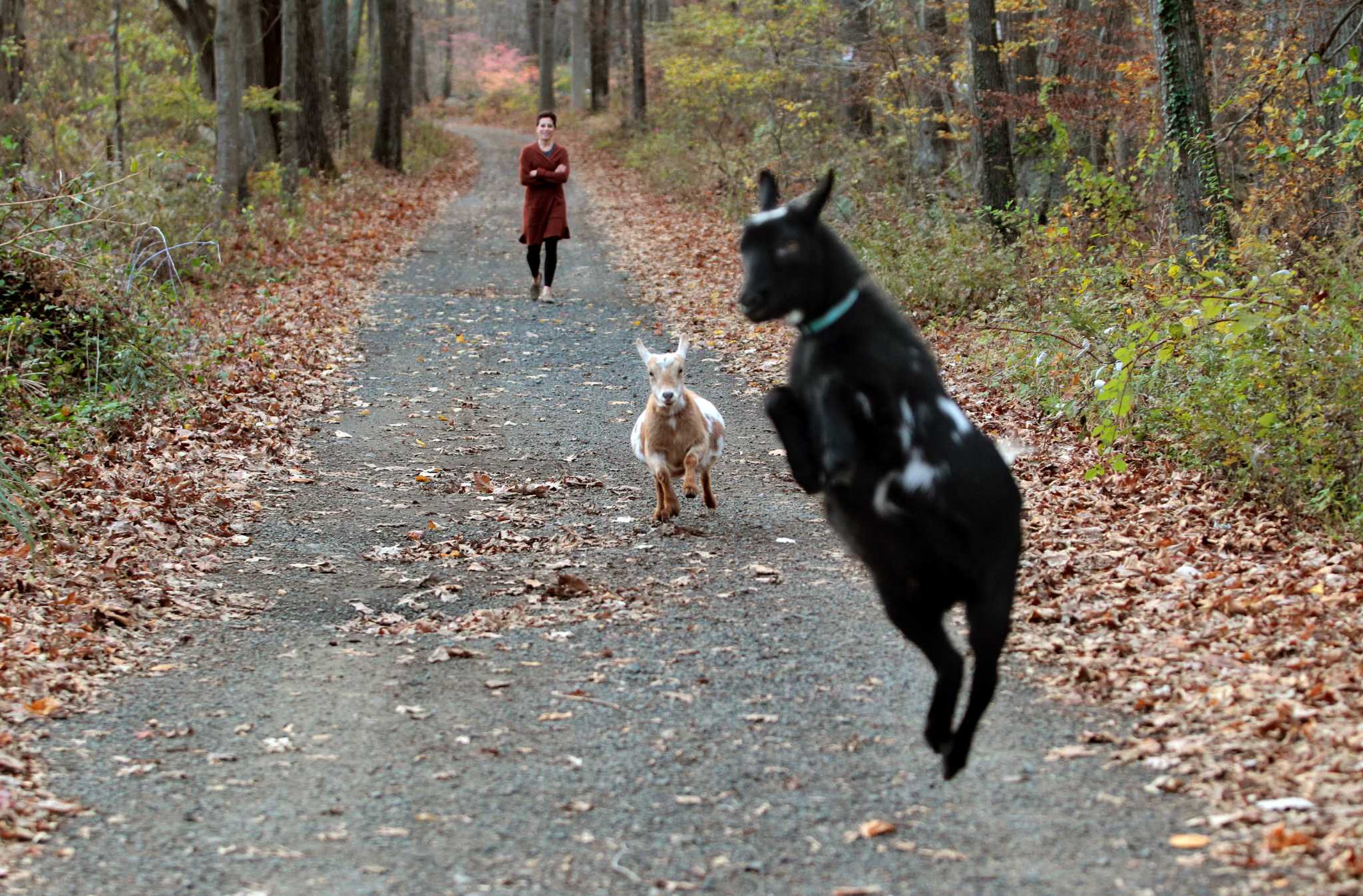 Goat yoga comes to Madison: ‘It feels good like a massage’