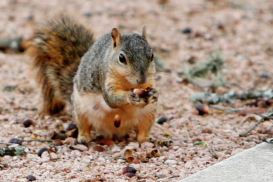 Why there are so many acorns across Texas right now