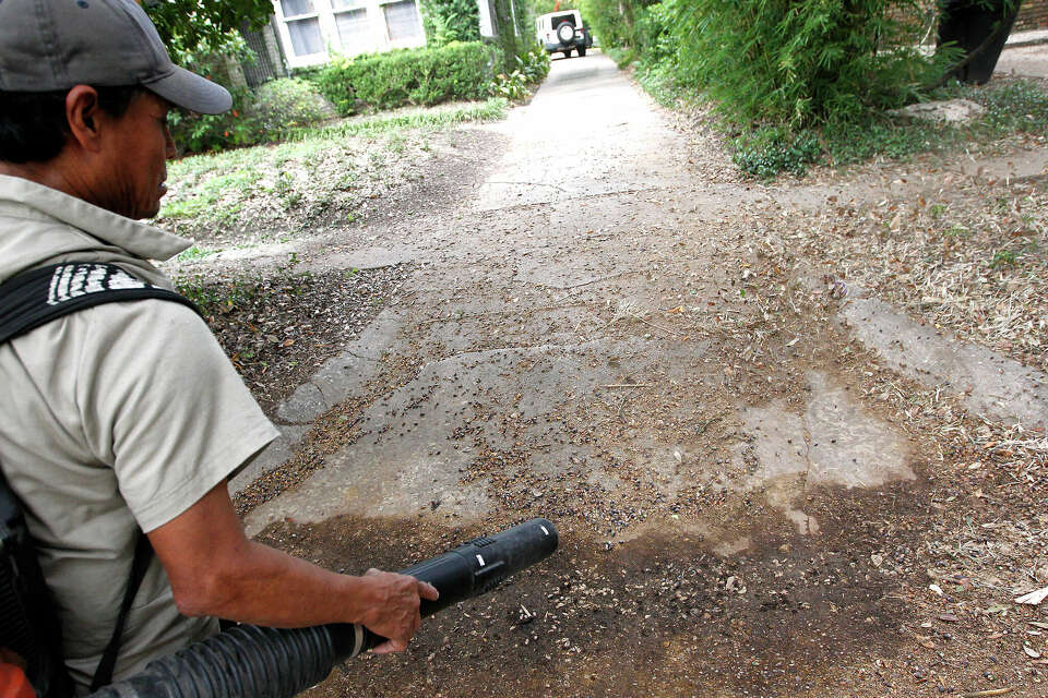 Why there are so many acorns across Texas right now