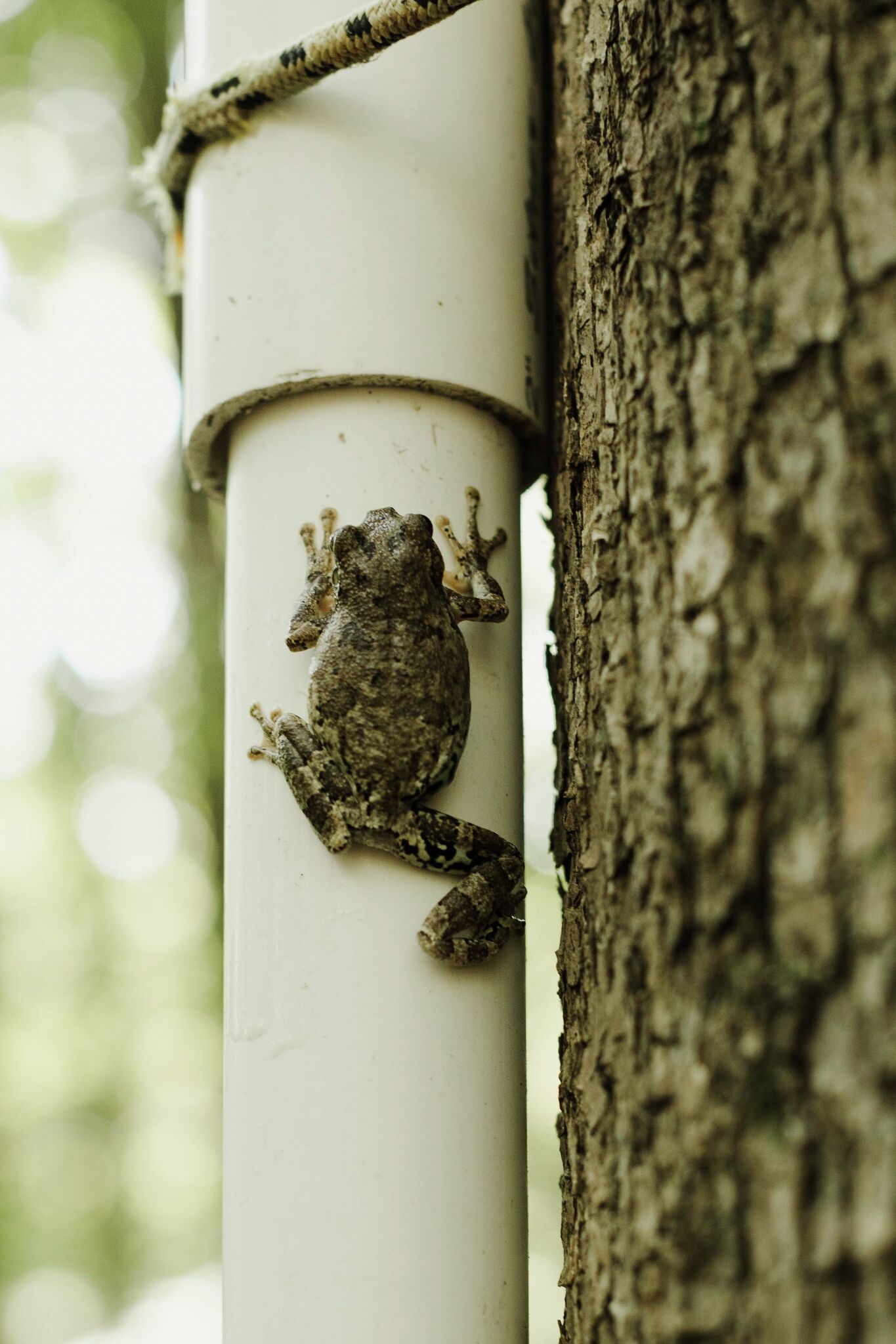 Bird-voiced Treefrog documentary premiers Wednesday in Alton