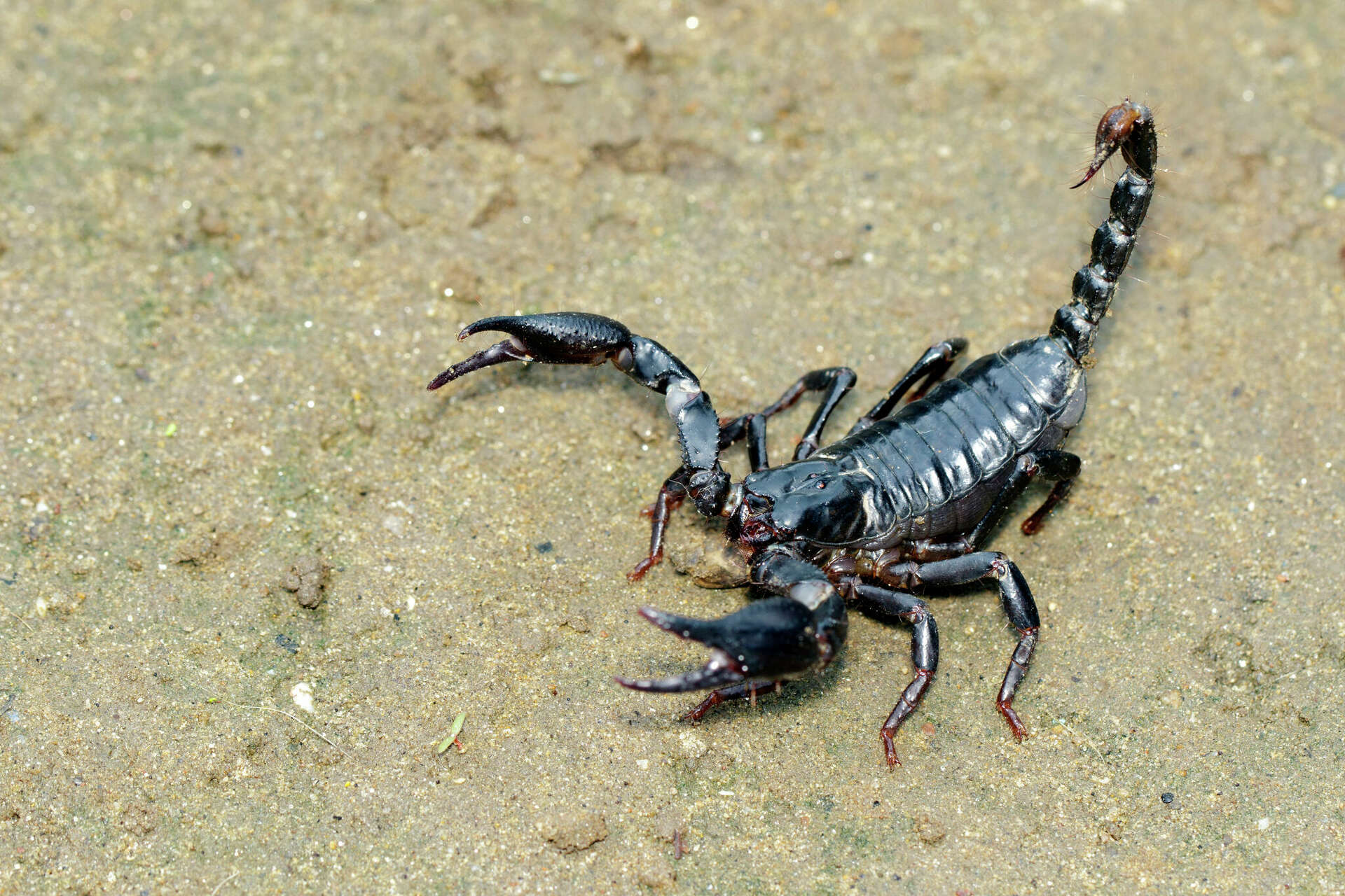 Houston aquarium welcomes adorably scary baby scorpions