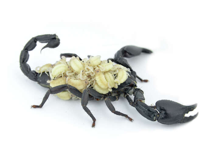 Houston aquarium welcomes adorably scary baby scorpions