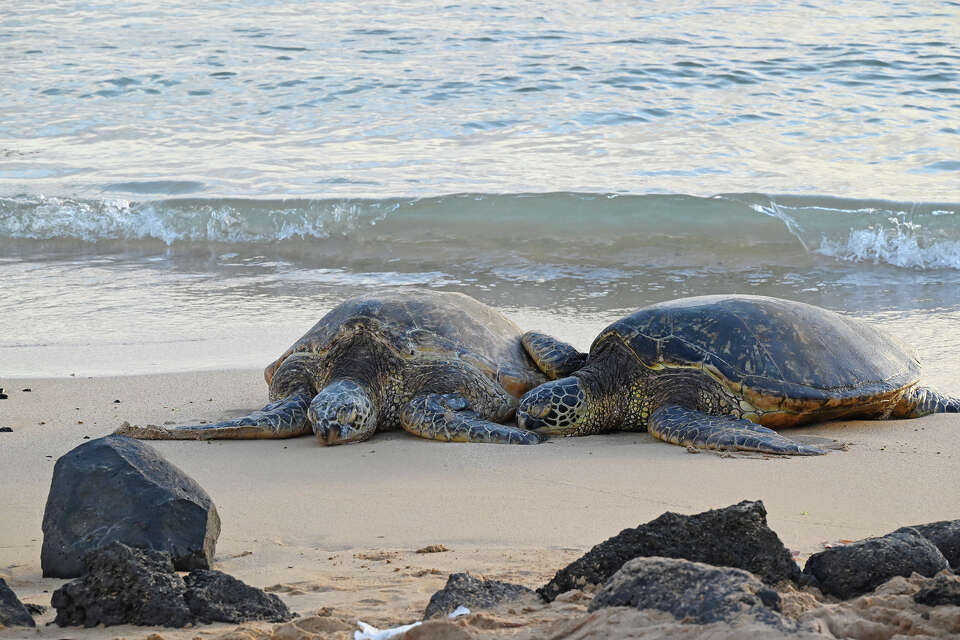 Hawaiian green sea turtles are taking over Kauai's Poipu Beach