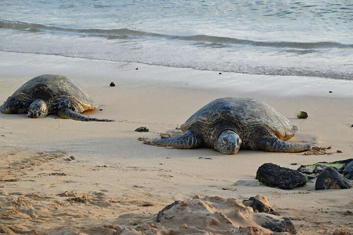 Hawaiian green sea turtles are taking over Kauai's Poipu Beach