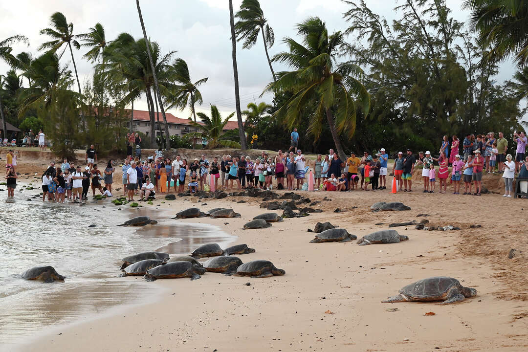 Hawaiian green sea turtles are taking over Kauai's Poipu Beach