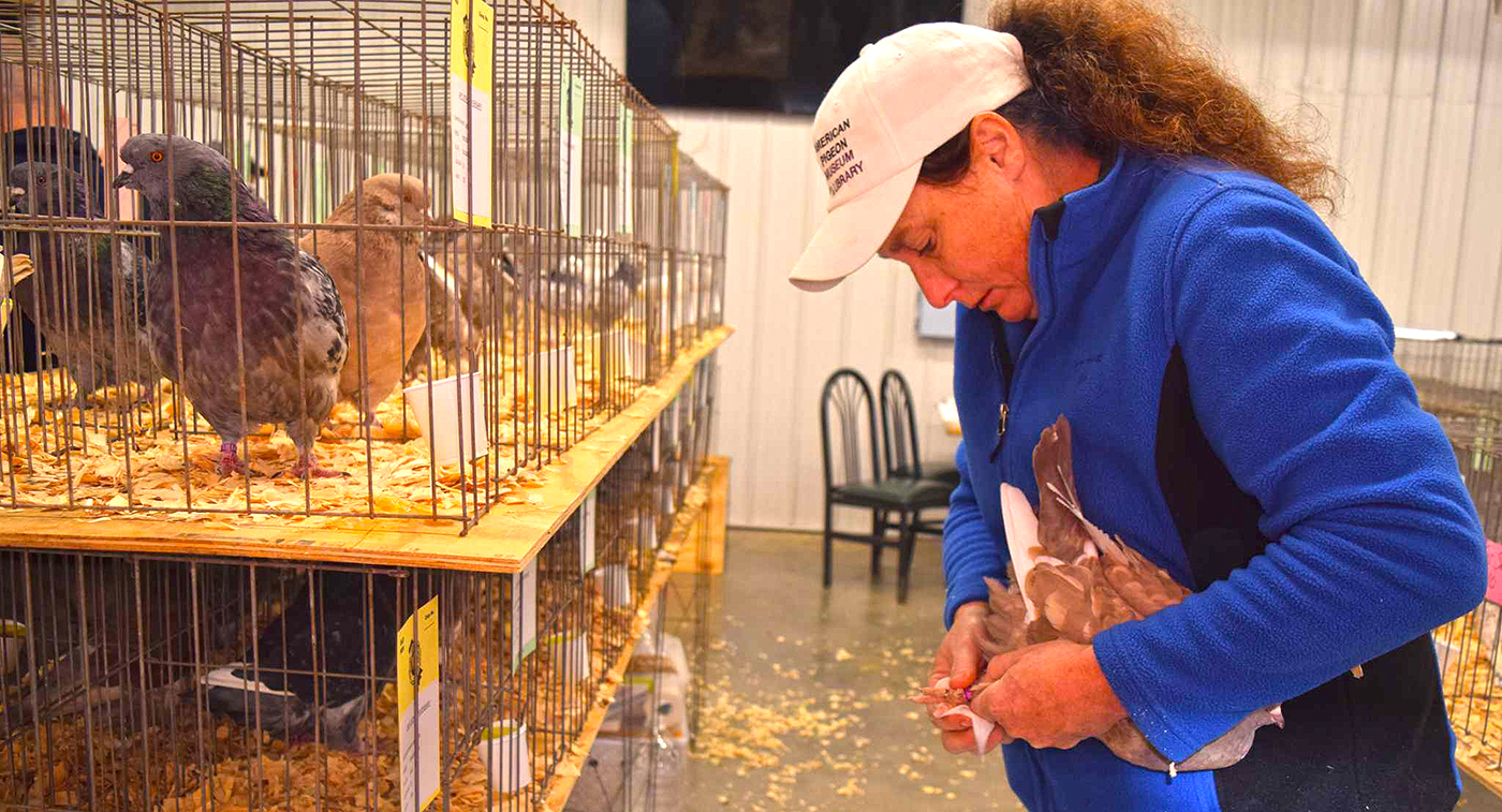 Jacksonville Area Pigeon Club hosts annual Pigeon Show