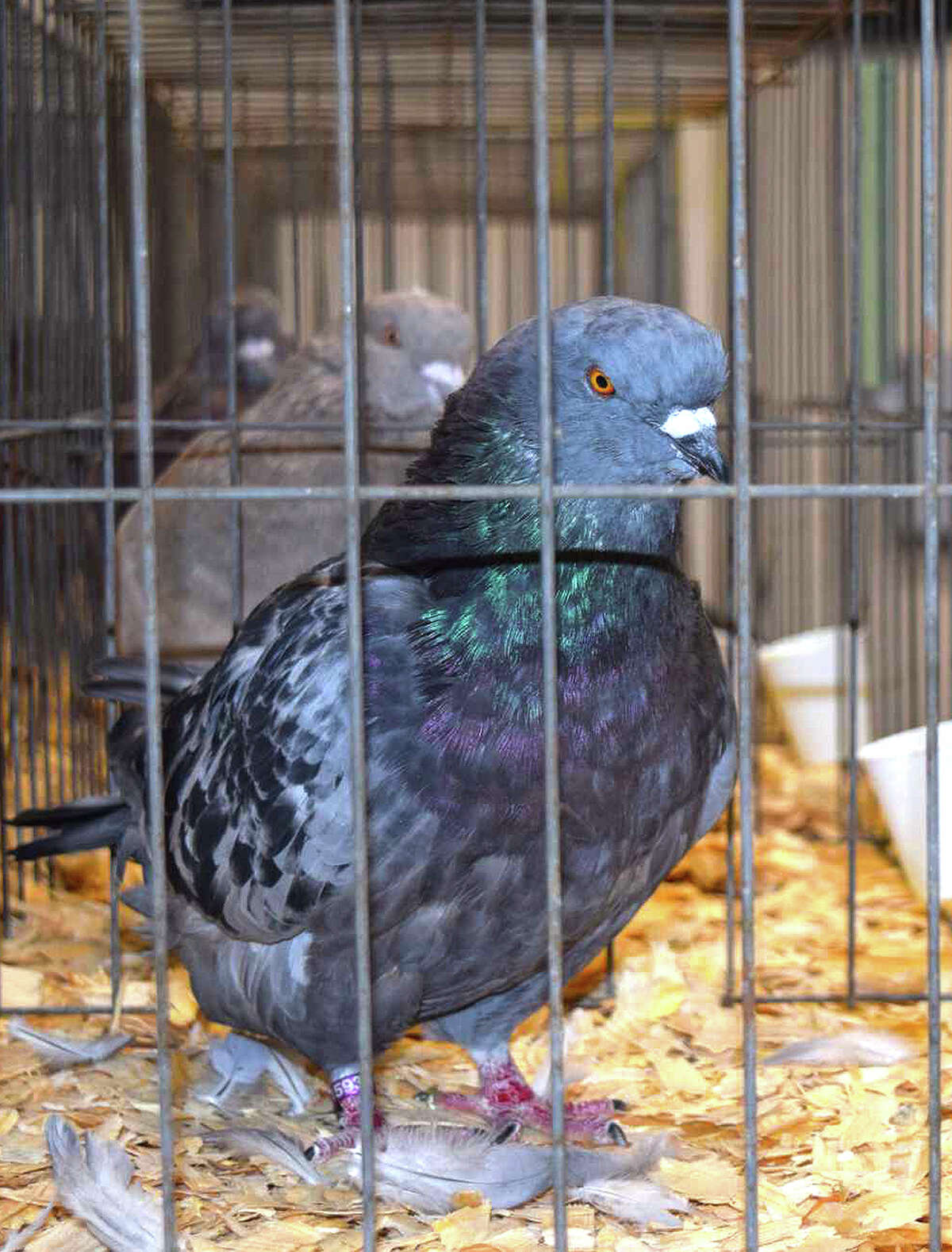 Jacksonville Area Pigeon Club hosts annual Pigeon Show