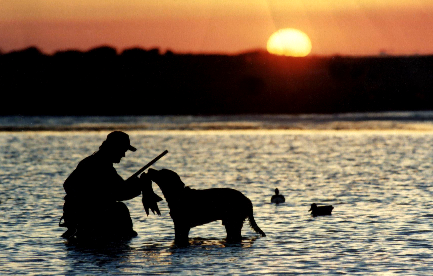 Not much to quack about as duck season kicks into full swing