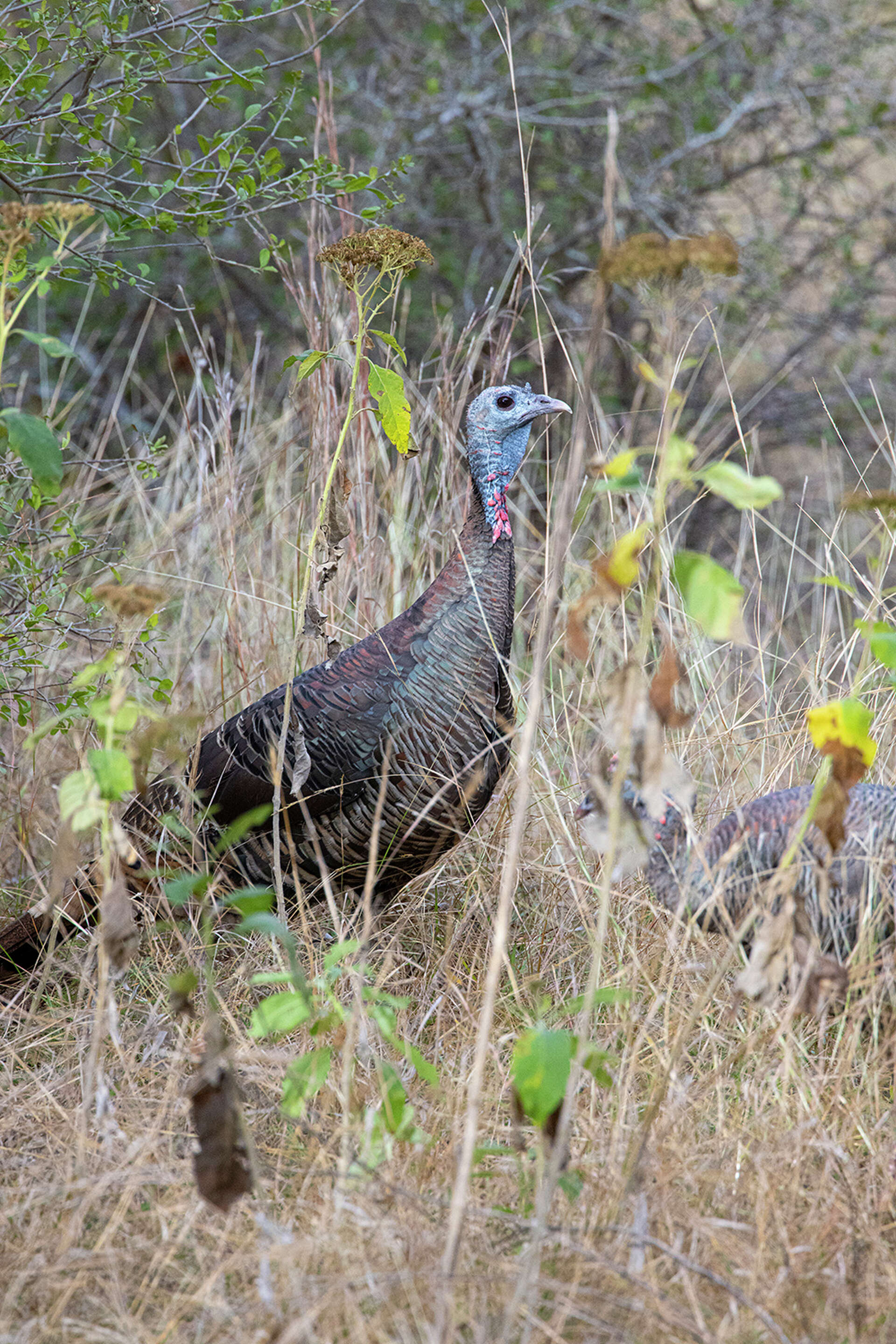 Pilgrims' 1621 feast set the turkey tradition for our Thanksgiving