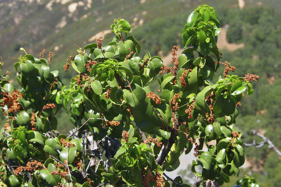 Calif.'s newest city Jurupa Valley is endangering state's oldest tree