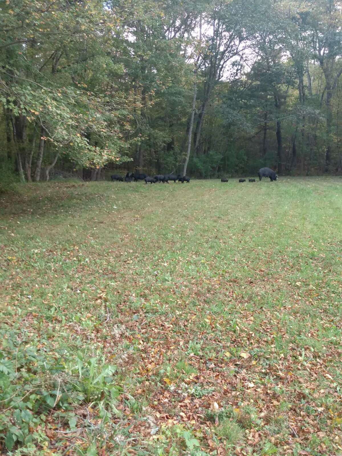 First pigs, now cattle causing problems in small Connecticut town