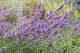 How to Prune & Winterize Catmint: Winter Care Guide