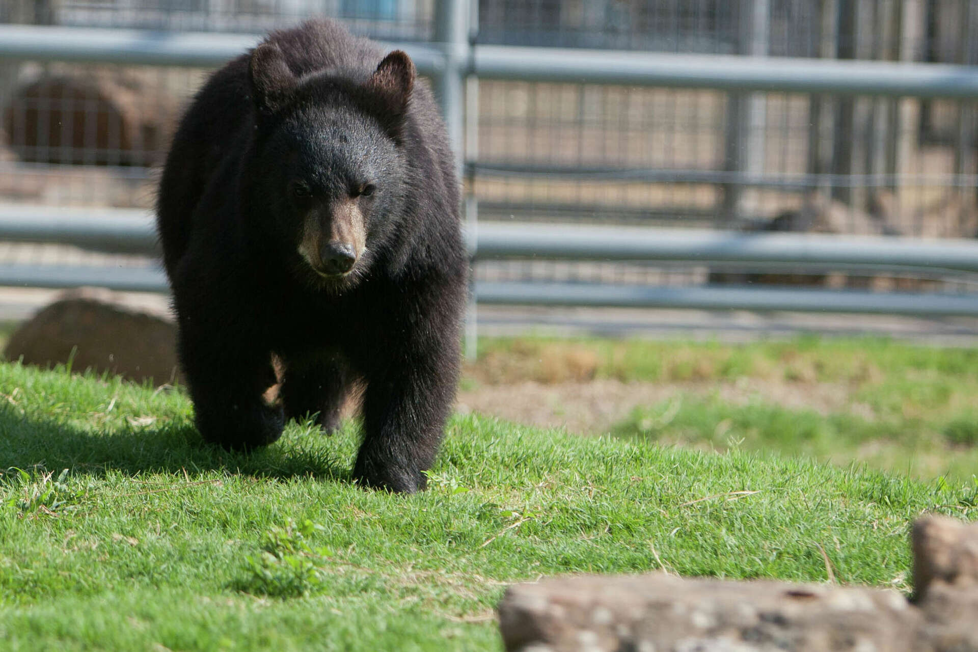 Texas man surprised with an unusual black bear visit