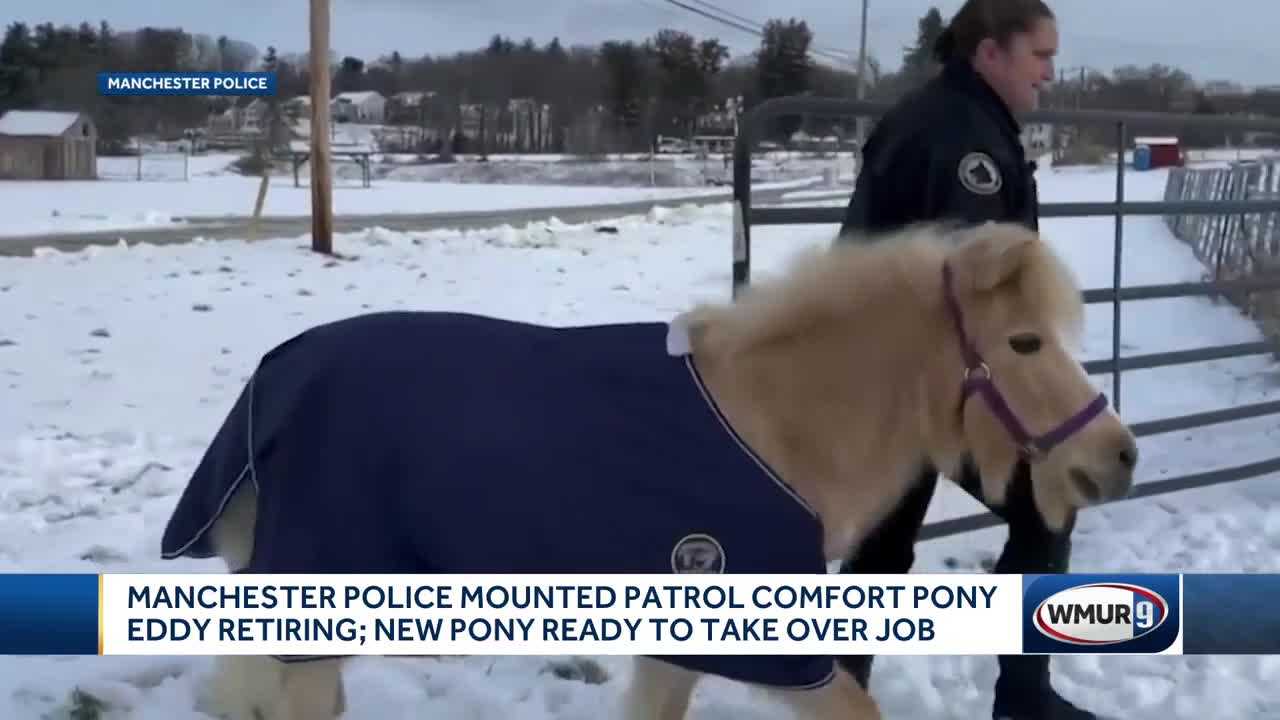 Comfort pony Eddy retiring after two years on police force in New Hampshire