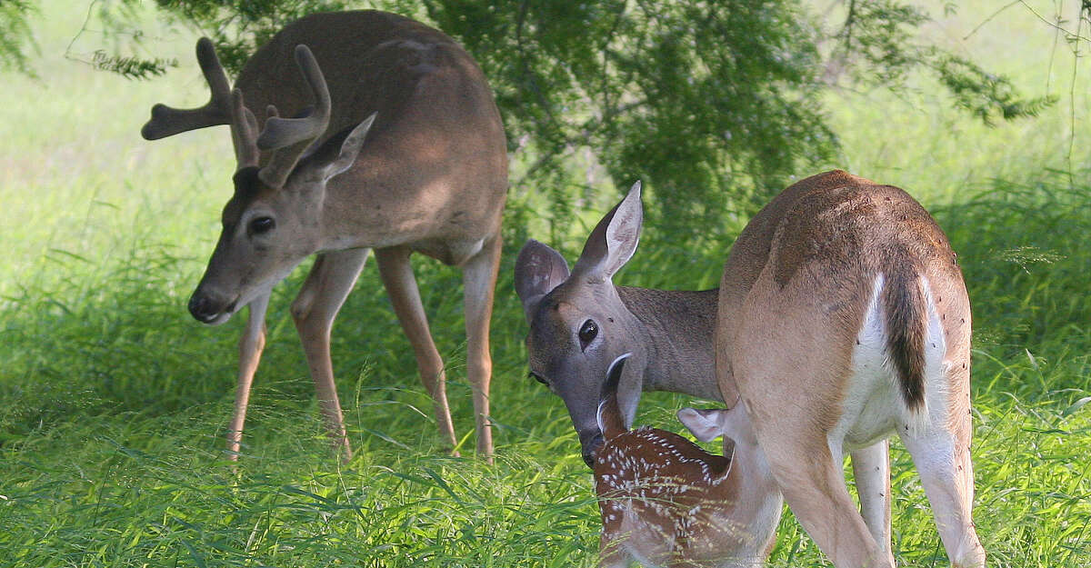 TPWD considering new ways to manage chronic wasting disease