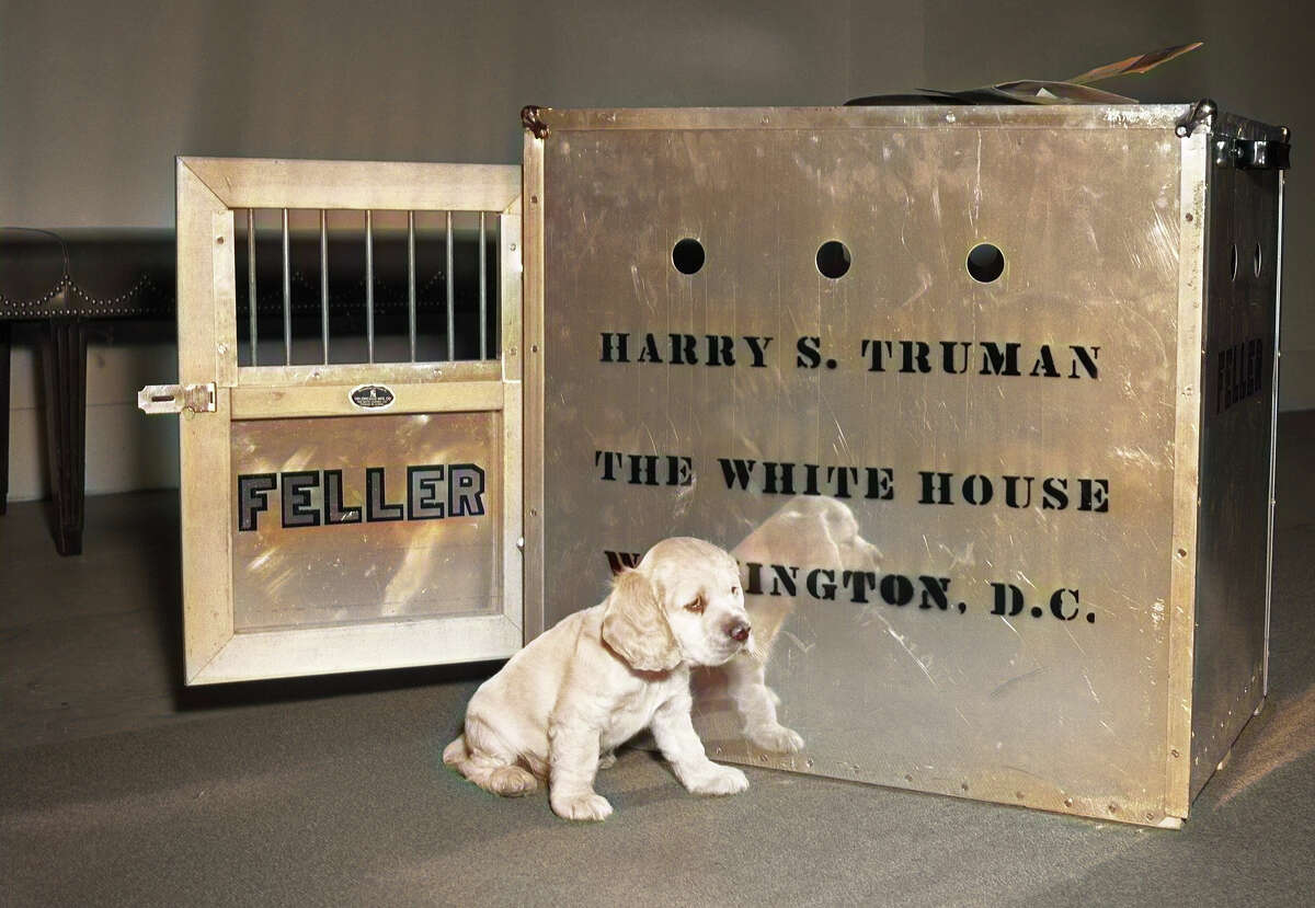 Harry Truman — the dog hater?: Holy cow! history