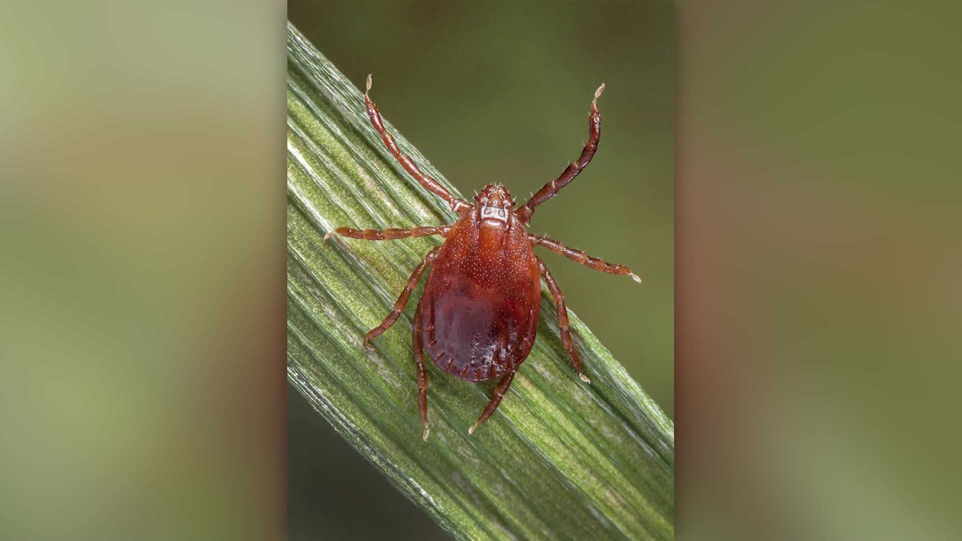 After death of 3 cows, the CDC warns of an invasive tick species ...