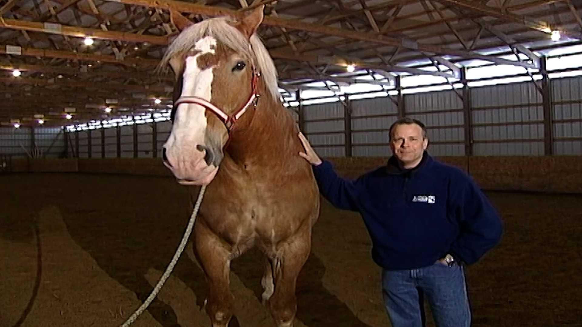 Guinness World Records Day: Giant horse, oldest couple and other record ...