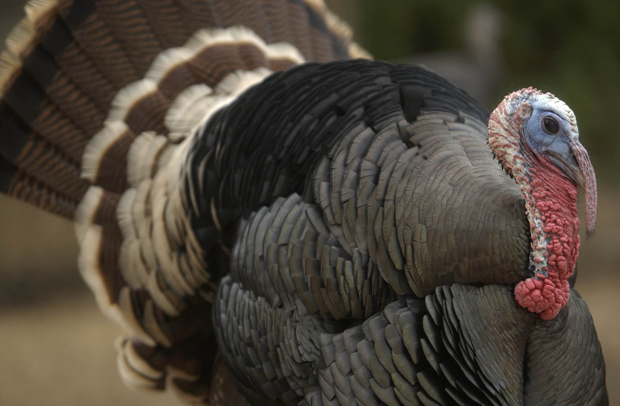 Hunt for Thanksgiving turkey at 3 Texas Hill Country ranches