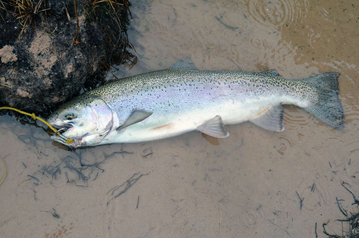 Michigan fishing spots to see steelhead catch limits