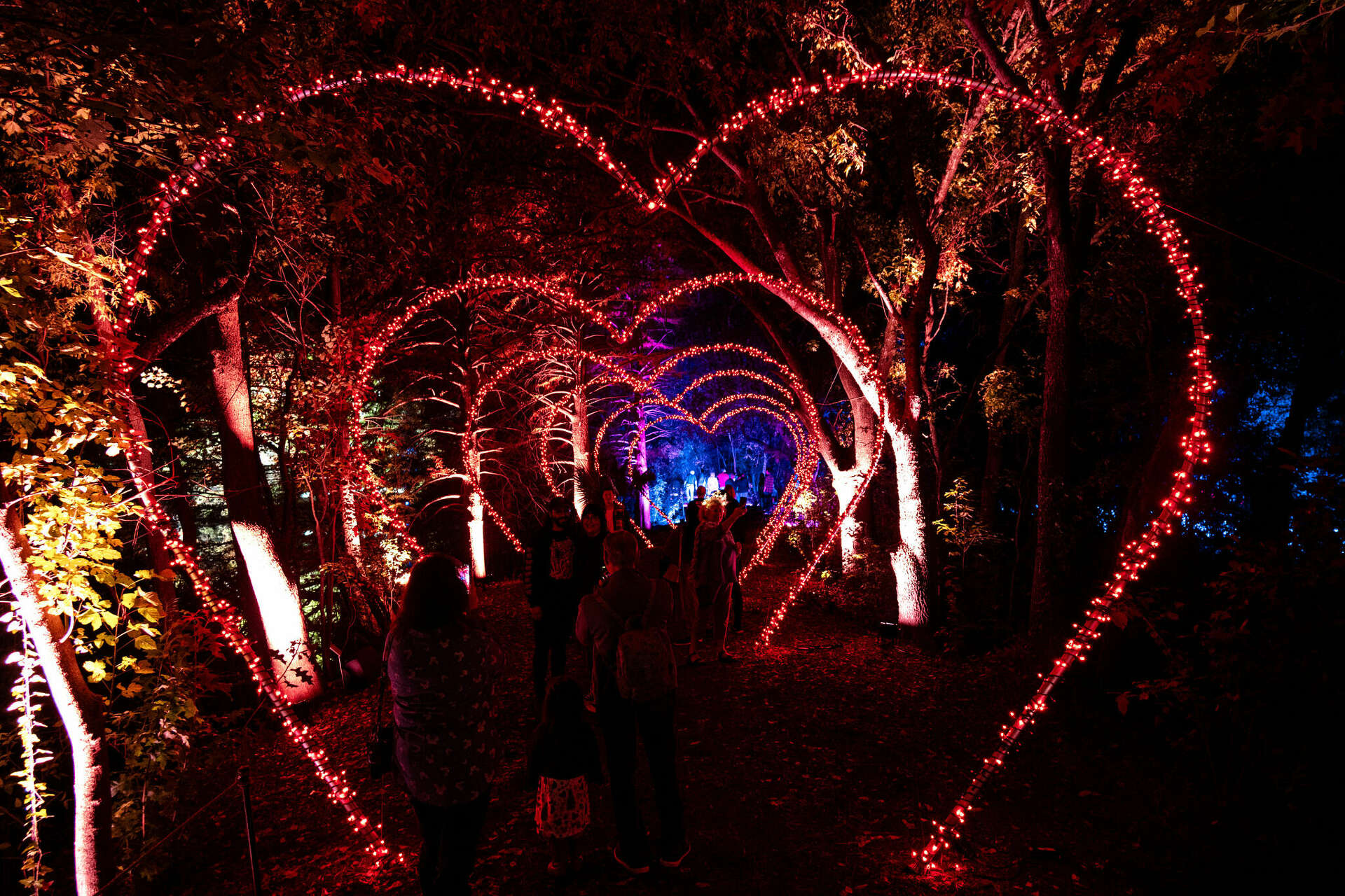 Things to know about Lightscape at San Antonio Botanical Garden
