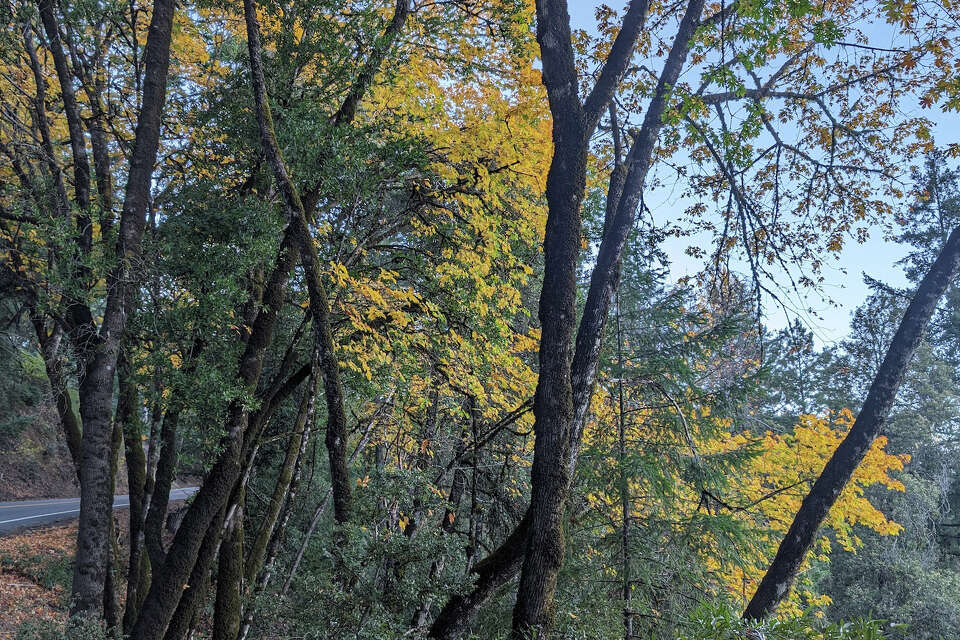 The best places to see fall colors in the Bay Area right now