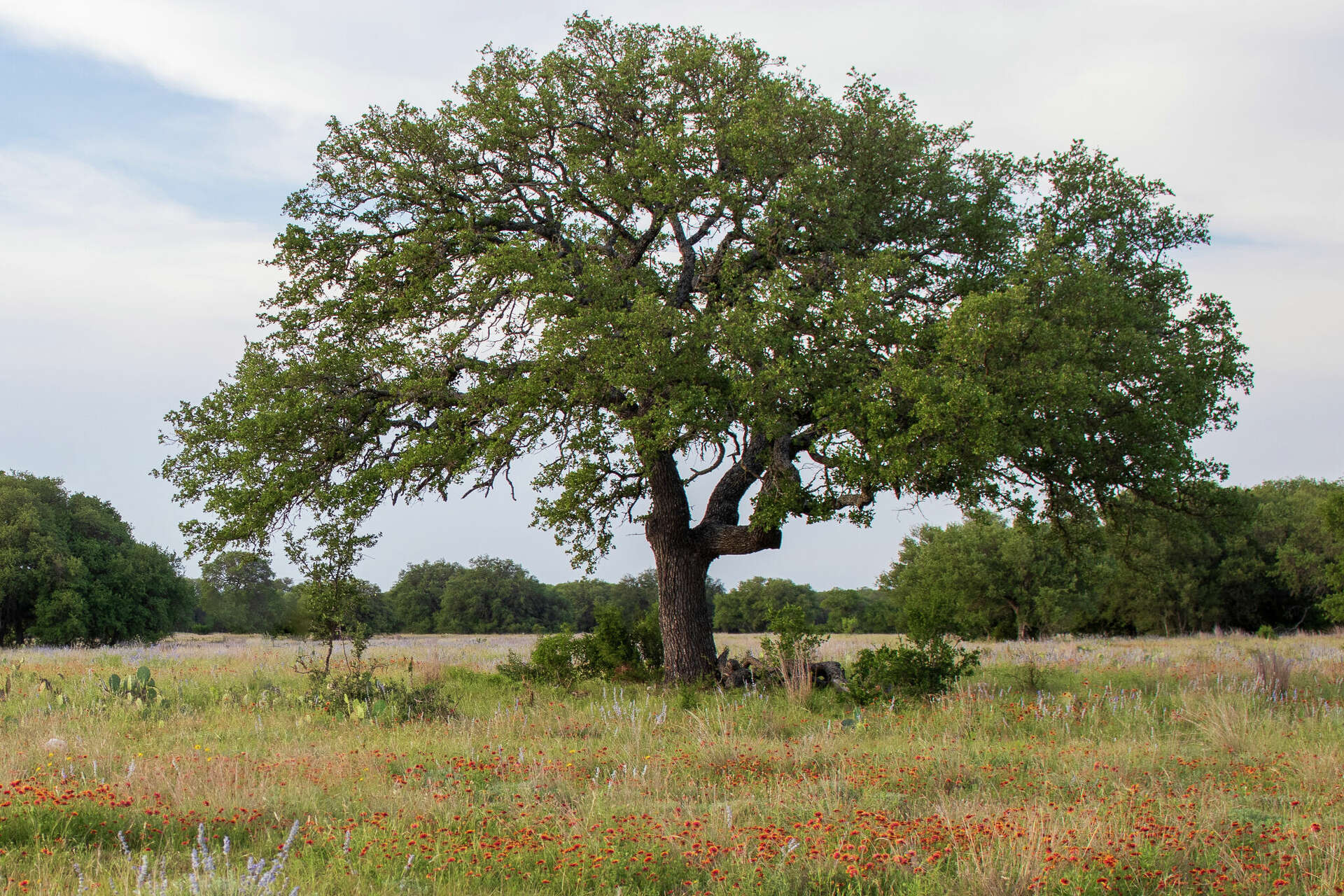 So Many Types Of Oaks So Many Acorns San Antonio