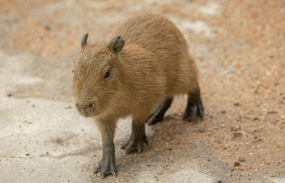 Houston Zoo sees birth of capybara litter with four new pups