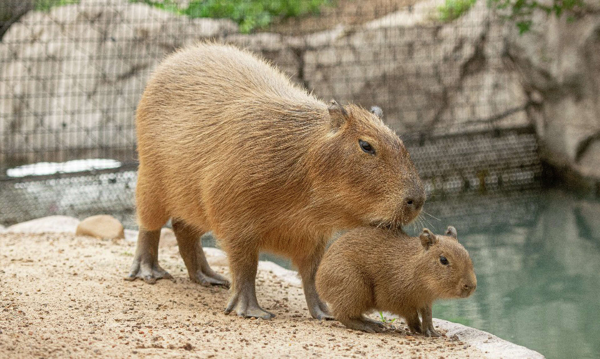 Houston Zoo sees birth of capybara litter with four new pups