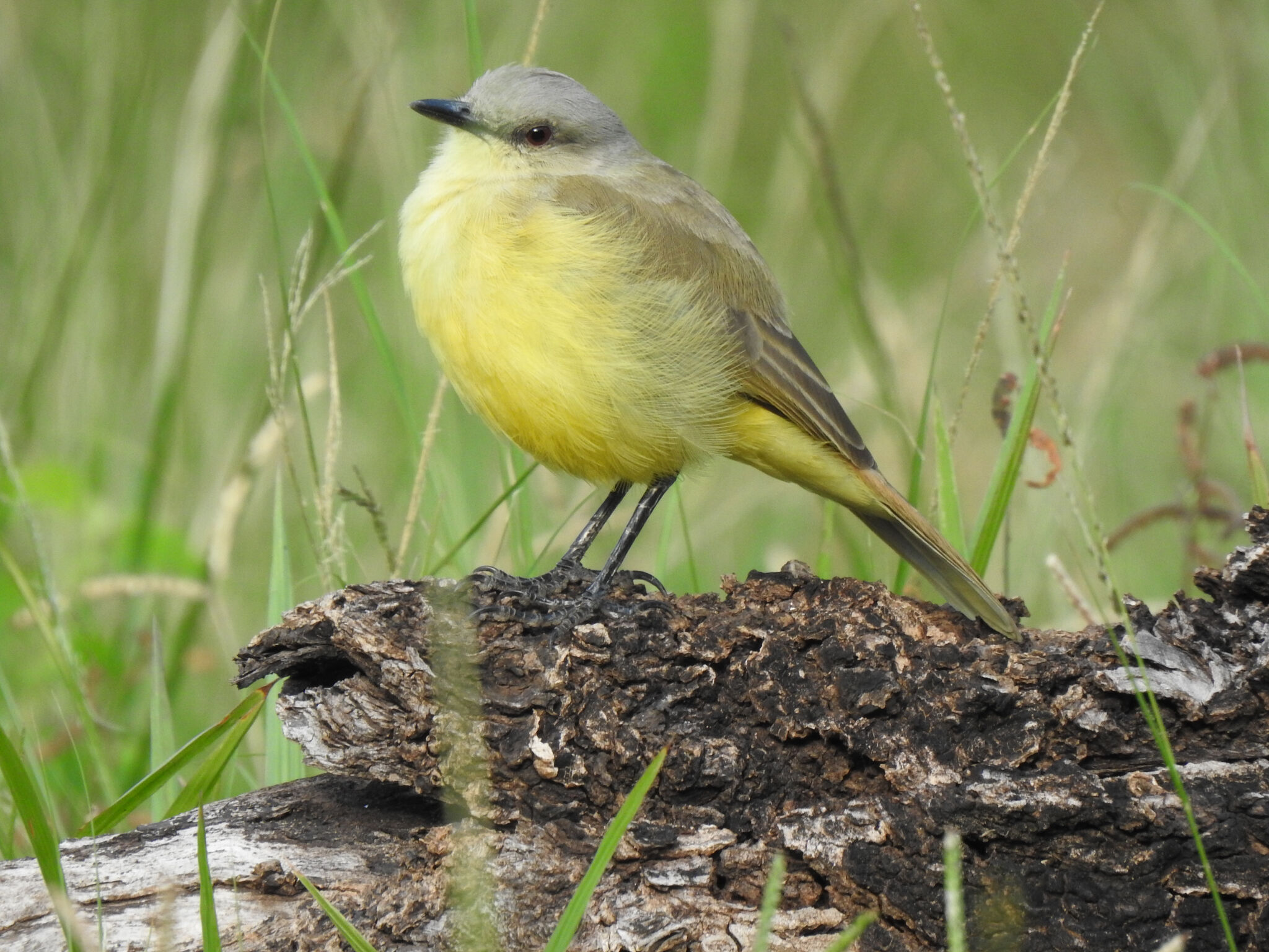 Rare Cattle Tyrant bird seen in Corpus Christi