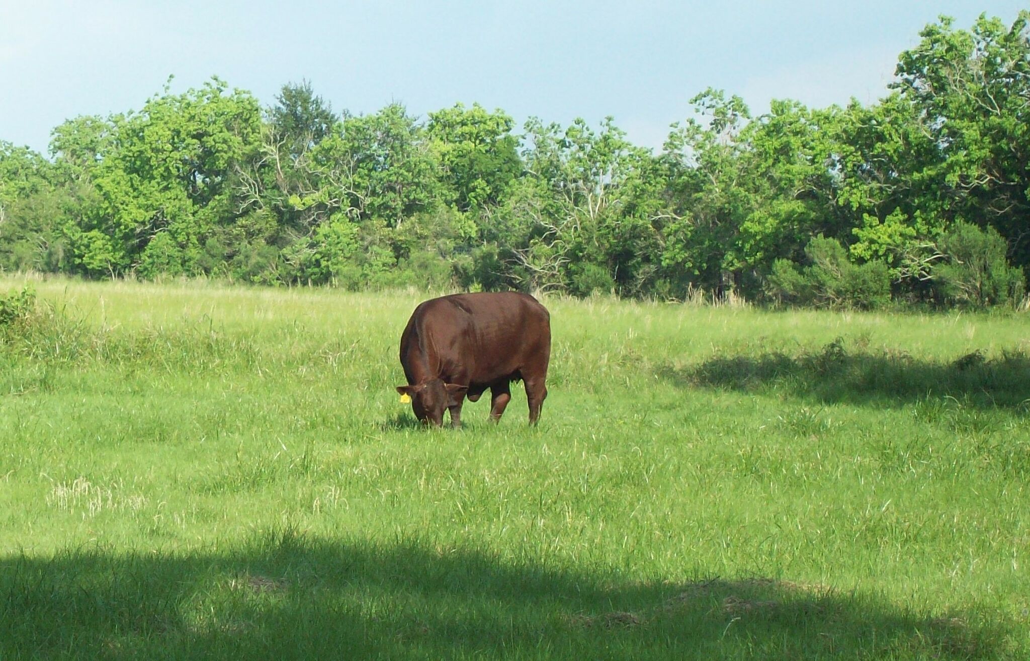 101-year-old Katy ranch owned exclusively by women honored