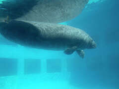 Kelly Slater pleas to free isolated manatee Romeo at Florida aquarium