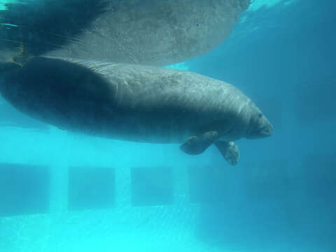 Kelly Slater pleas to free isolated manatee Romeo at Florida aquarium
