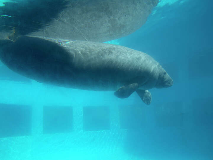 Kelly Slater pleas to free isolated manatee Romeo at Florida aquarium