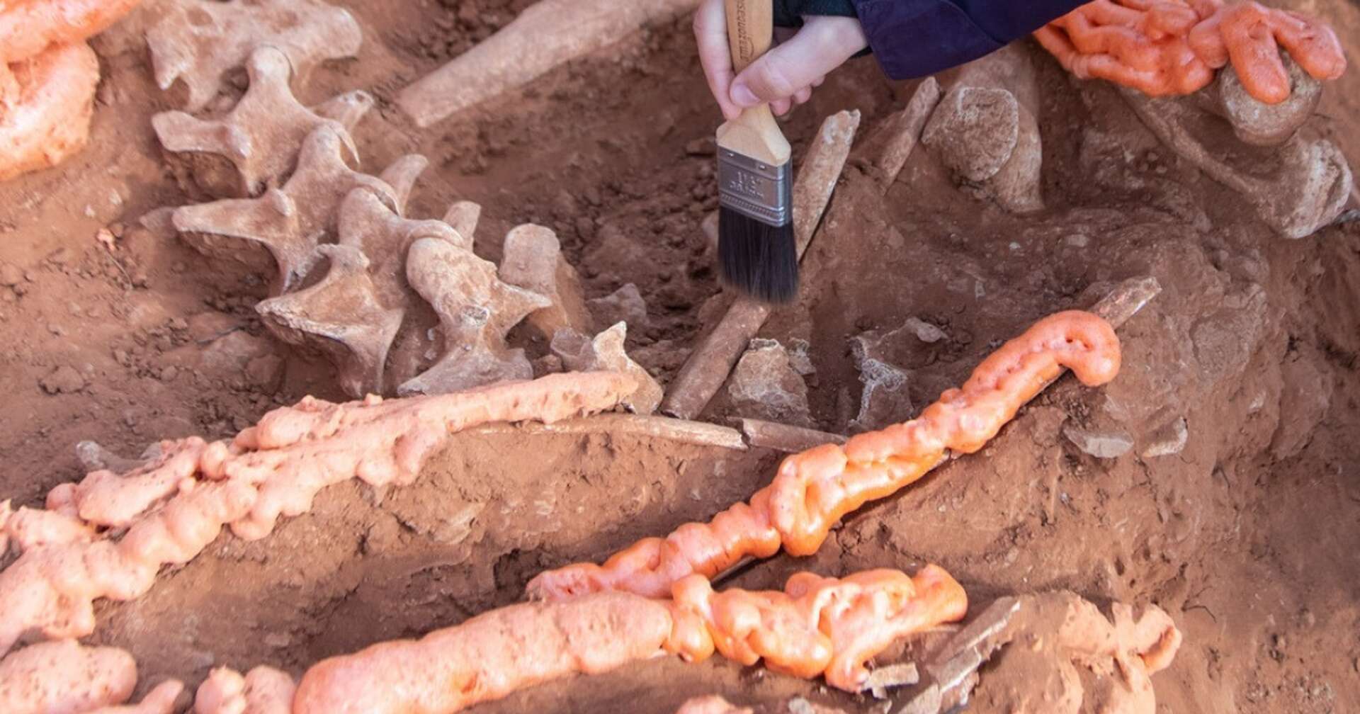 TPWD confirm rare site Native Americans drove bison off cliff