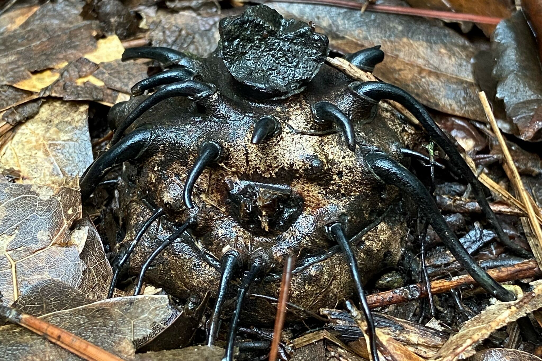 Strange root-like blob found in Houston baffles the internet