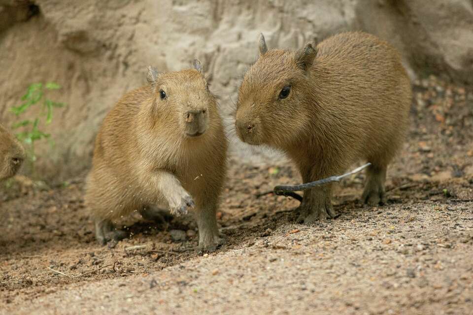 Houston Zoo welcomes 2nd litter of capybaras this year