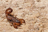 Scorpions are invading homes in Texas. What you need to know
