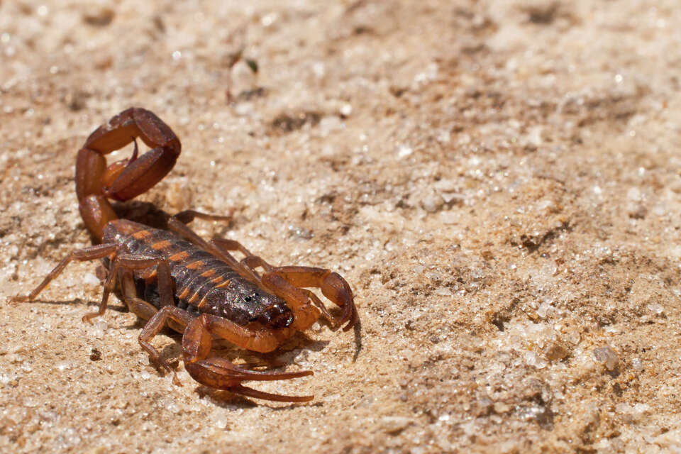 Scorpions are invading homes in Texas. What you need to know
