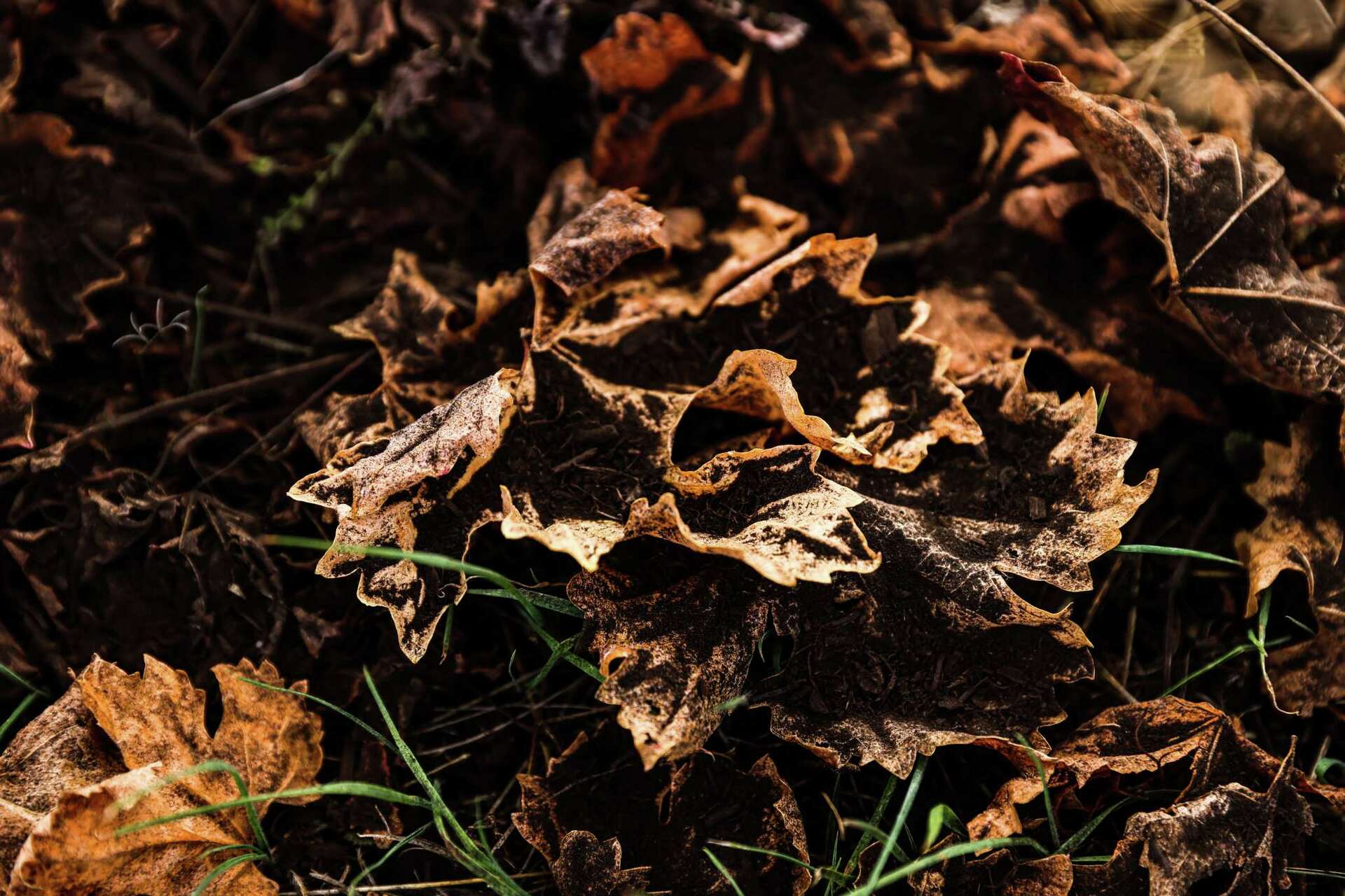 Nine ways you’re composting wrong, according to SF Bay Area experts